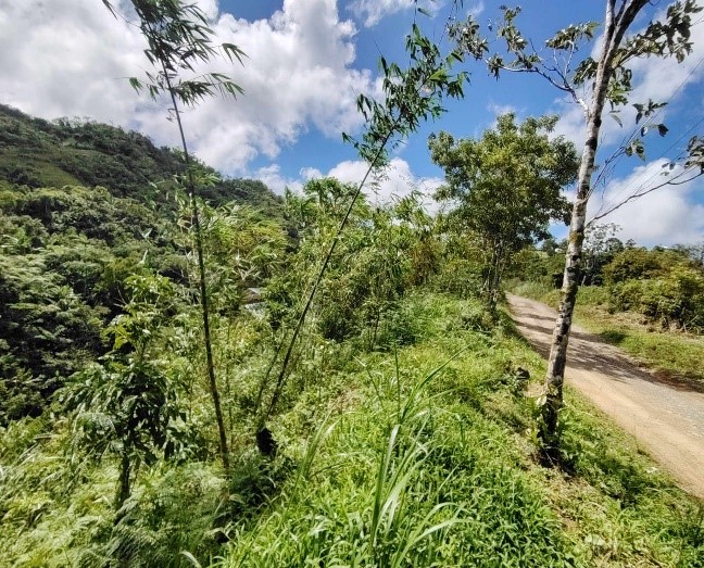 Bamboo Planting Activity - Mactanbank: A Rural Bank | Official Website