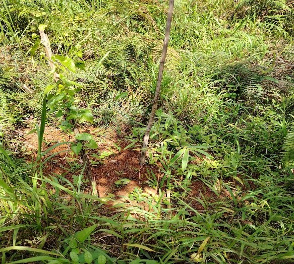 Bamboo Planting Activity - Mactanbank: A Rural Bank | Official Website
